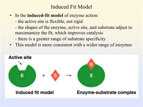 Induced Fit Model Example At Qiana Flowers Blog