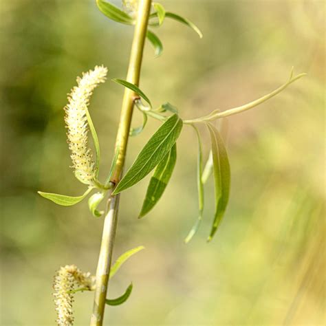 Gluosnis Baltasis Tristis Resistenta C10