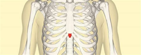 Anatomy Xiphoid Process Human Anatomy