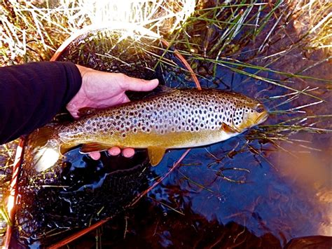 Glossosoma Caddis Larvae Planettrout
