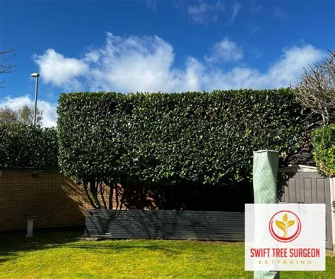 Preventative Tree Pruning For Safety And Aesthetics Swift Tree
