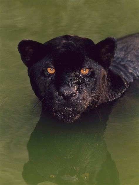 What Do Black Panthers Eat