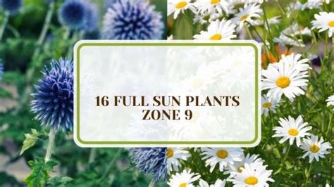 16 Full Sun Plants Zone 9 Living People Should Cultivate Plant America