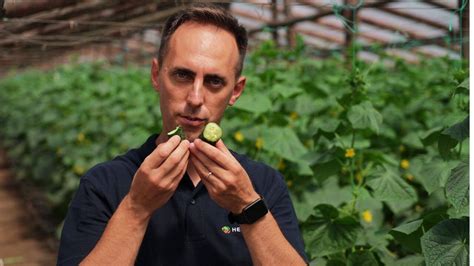 Castravetele Prut F1 Productiv și Rezistent La Depozitare