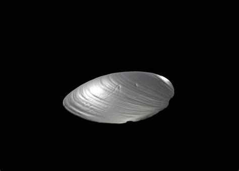 Dosinia Acetabulum Free 3d Model On