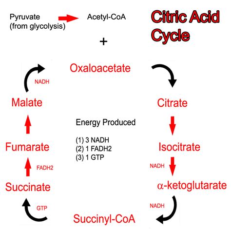 Adenosine Triphosphate