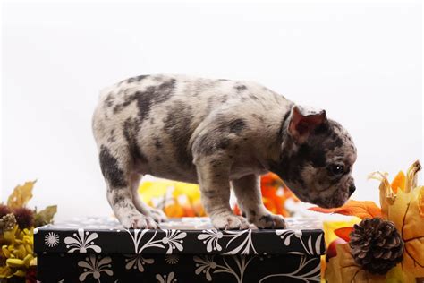 Phoebe013 Sacriver Kennels