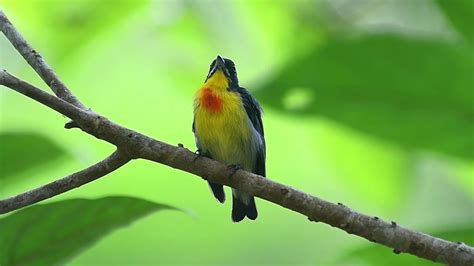Crimson Breasted Flowerpecker Prionochilus Percussus Youtube