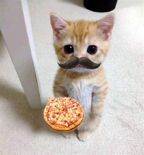 Italian Cat Memes Italianos Piropos Para Conquistar Fotos