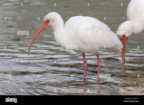 American White Ibis Eudocimus Albus Everglades National Park Stock