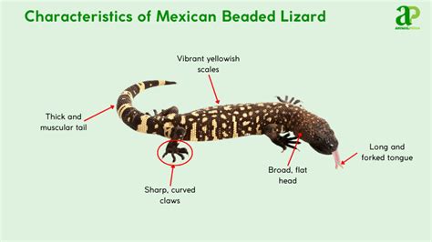 Mexican Beaded Lizard Appearance Habitat And Behavior