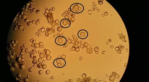 Laporan Praktikum Farmakognosi Identifikasi Amilum Secara Kimiawi Dan