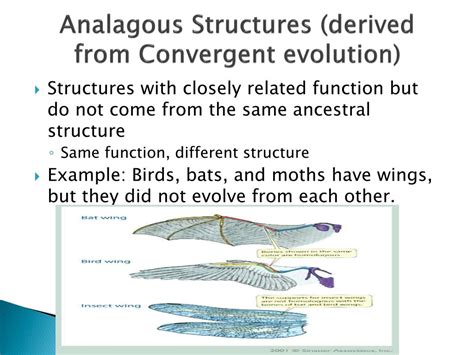 Ppt Evolution Powerpoint Presentation Free Download Id 6472701