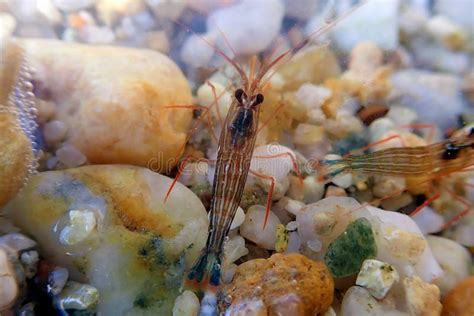 Monaco Peppermint Shrimp Lysmata Seticaudata Stock Image Image Of