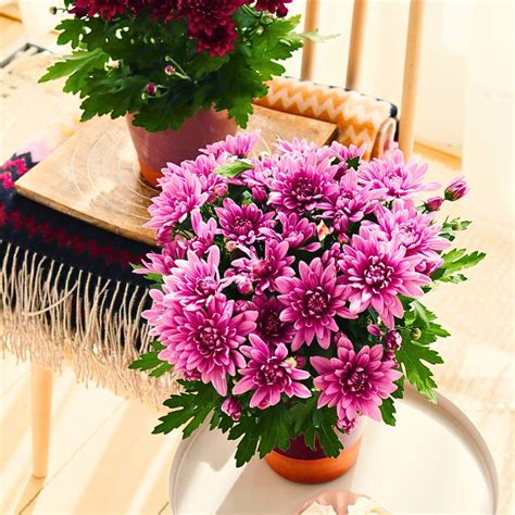 Chrysanthemum Flower Meaning And Symbolism