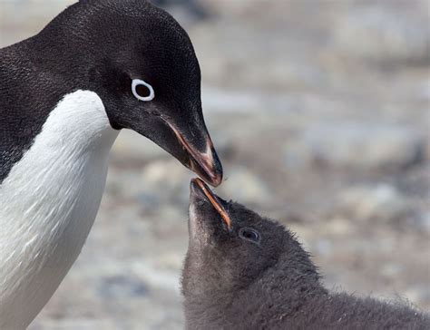 Adelie Penguin And Her Chick Photo By Ginette Vachon — National