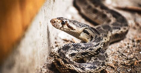 Gopher Snake Animal Facts Pituophis Catenifer A Z Animals