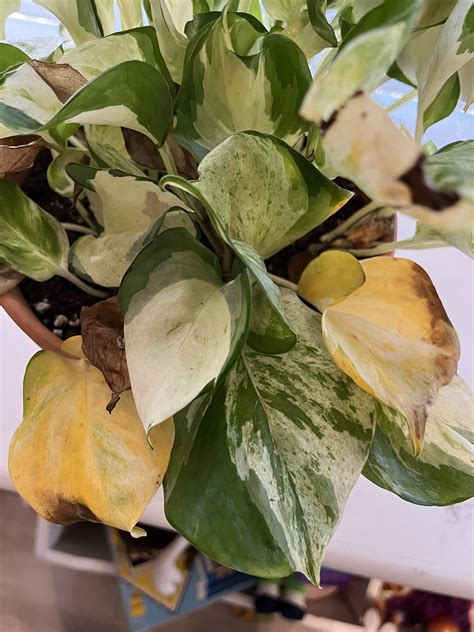 “pothos Are Easy” I Tell Myself Every Time Ive Tried To Take Care Of