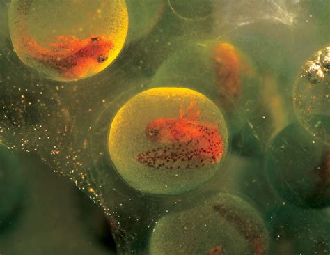 Salamander Incubator Nature Friend Magazine