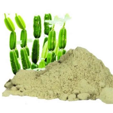 Cissus Quadrangularis Stem Extract Packaging Type Pp Bag Packaging