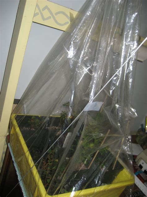 Tiny Gardens Propagating Miniature Arborvitae