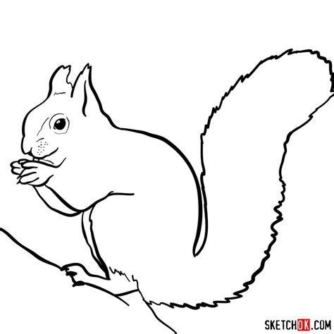 First Class Info About How To Draw A Gray Squirrel Itemad