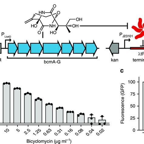 A Genetically Encoded Sensor For Bcm Bioactivity A Schematic