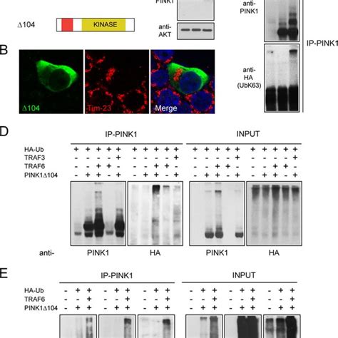 Mitochondria Derived Vesicles And Mitochondrial Spheroids Under