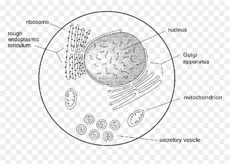 Drawing Picture Of Endoplasmic Reticulum The Endoplasmic Reticulum Is The Site Of Biosynthesis