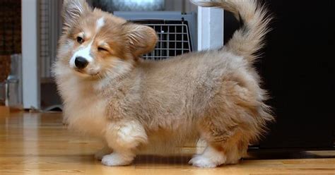 Corgi Winking Imgur
