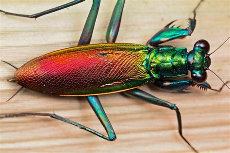 Iridescent Bark Mantis Metallyticus Splendidus 8 Flickr