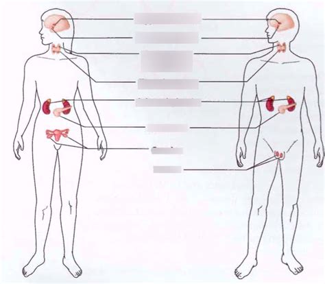 Endocrine System Diagram Quizlet