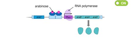 Pglo Plasmid Map And Resources Bio Rad