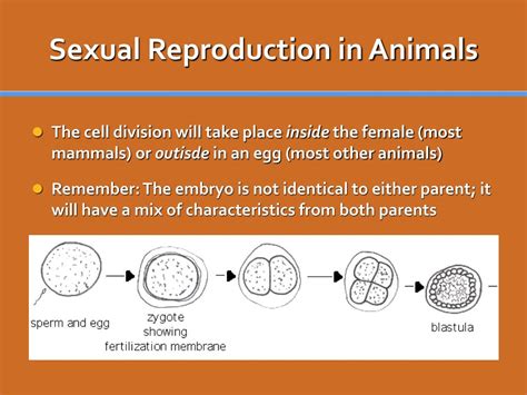 Ppt Understanding Reproduction Asexual Vs Sexual Methods In Species