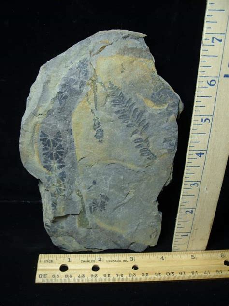 Prehistoric Fossilized Fern Imprints 102722n The Stones And Bones Collection