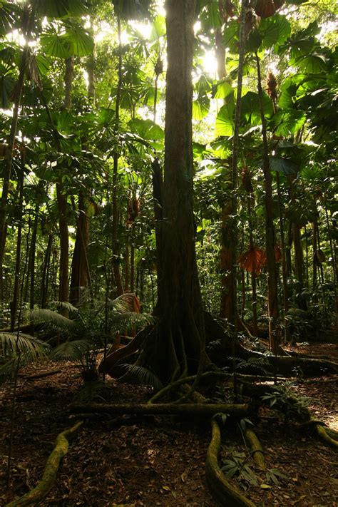 Rainforest Architecture