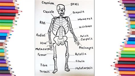 How To Draw Human Skeleton With The Names Of Its Parts Skeleton