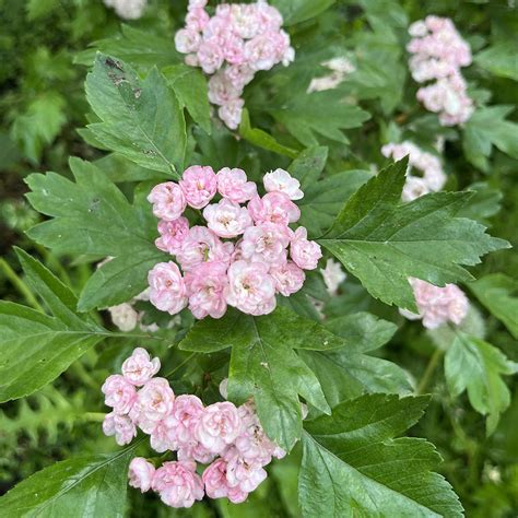 Crataegus Mordenensis Toba Hawthorn Ornamental Trees
