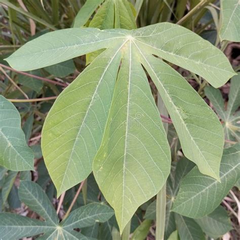 Mahihot Esculenta Stock Image Image Of Flora Home 346631931