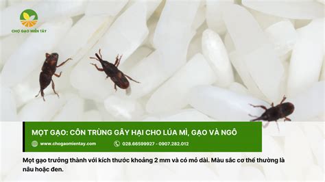 Con Mọt Là Con Gì Gồm Những Loại Nào Có Tác Hại Ra Sao Chợ Gạo Miền Tây
