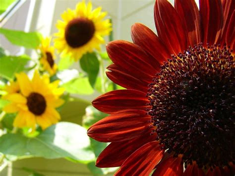Red Sunflower Wallpapers Top Free Red Sunflower Backgrounds
