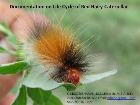 Life Cycle Of Red Hairy Caterpillar Ppsx
