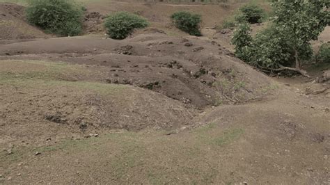 Discover Profitable Benefits Of Lemongrass Farming Quantoagro