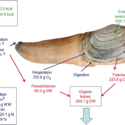 Simulation Of Geoduck Clam Panopea Generosa Individual Growth With
