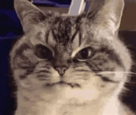 Angry Angry Cat  Angry Angry Cat Discover And Share S Angry