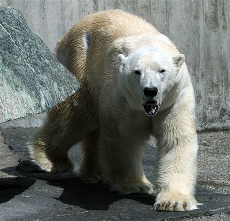 200 Polar Bear Skin Fotos De Stock Imagens E Fotos Royalty Free Istock