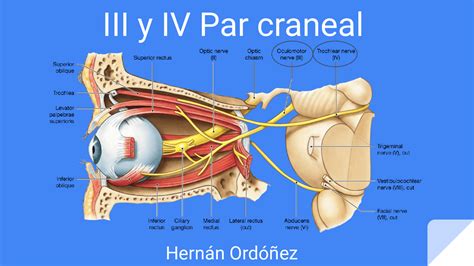 Anatomía Del Tercer Nervio Craneal