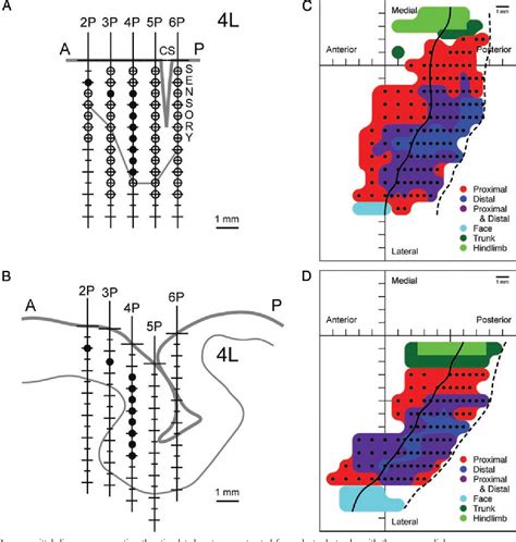 Figure 1 From Properties Of Primary Motor Cortex Output To Forelimb Muscles In Rhesus Macaques