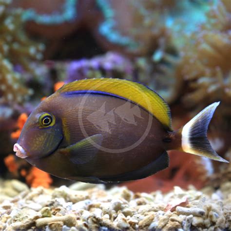 Tang Black Spot Bariene Acanthurus Bariene Aquatics Unlimited