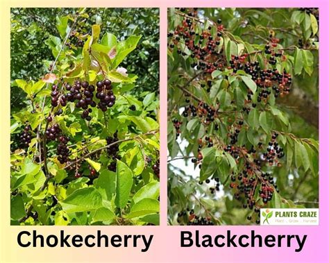 Chokecherry Vs Black Cherry Top 3 Differences To Identify